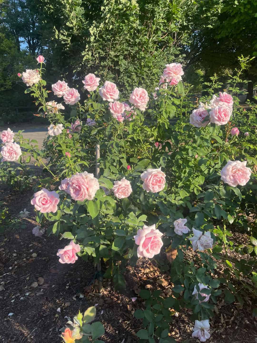 Garden #5Shrublands - Alexandra & District Open Gardens
